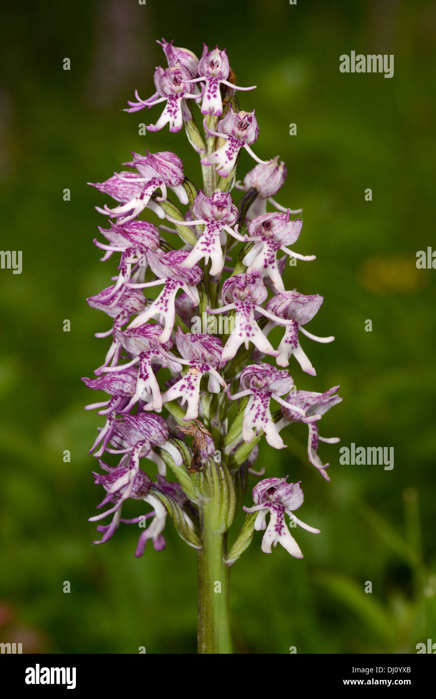 Lady-Monkey Orchid hybrid (Orchis purpurea/simia) flower spike ...