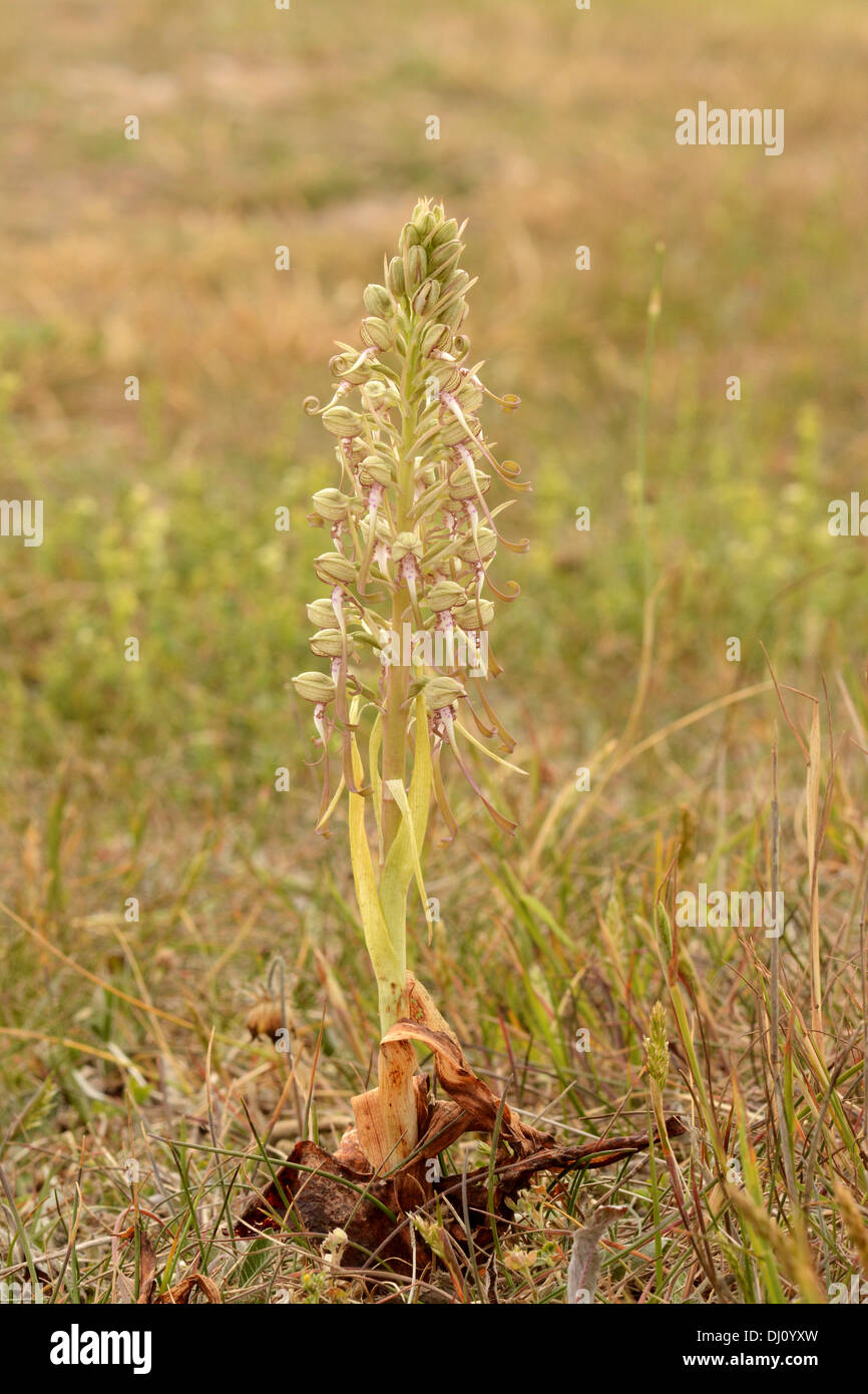 Lizard Orchid (Himantoglossum hircinum) flower spike, Kent, England ...
