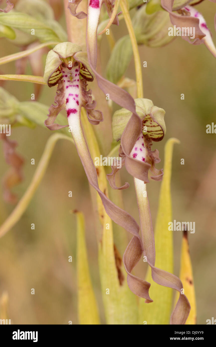 Hircinum himantoglossum hi-res stock photography and images - Alamy