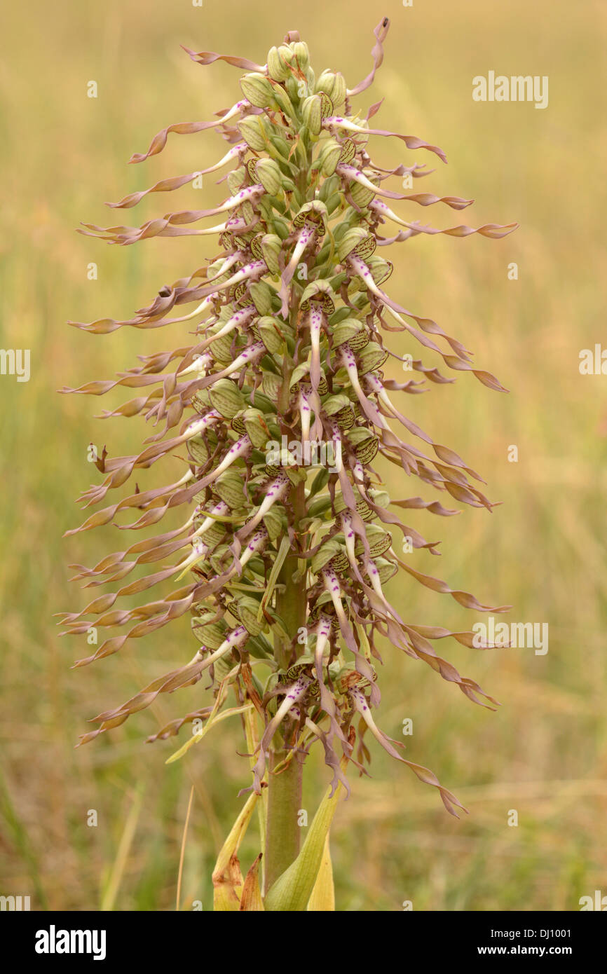 Hircinum himantoglossum hi-res stock photography and images - Alamy