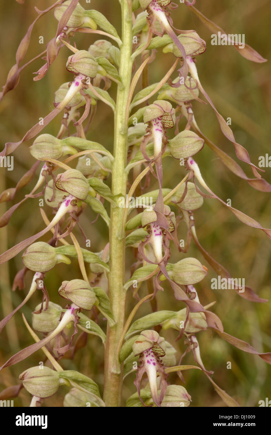 Hircinum himantoglossum hi-res stock photography and images - Alamy