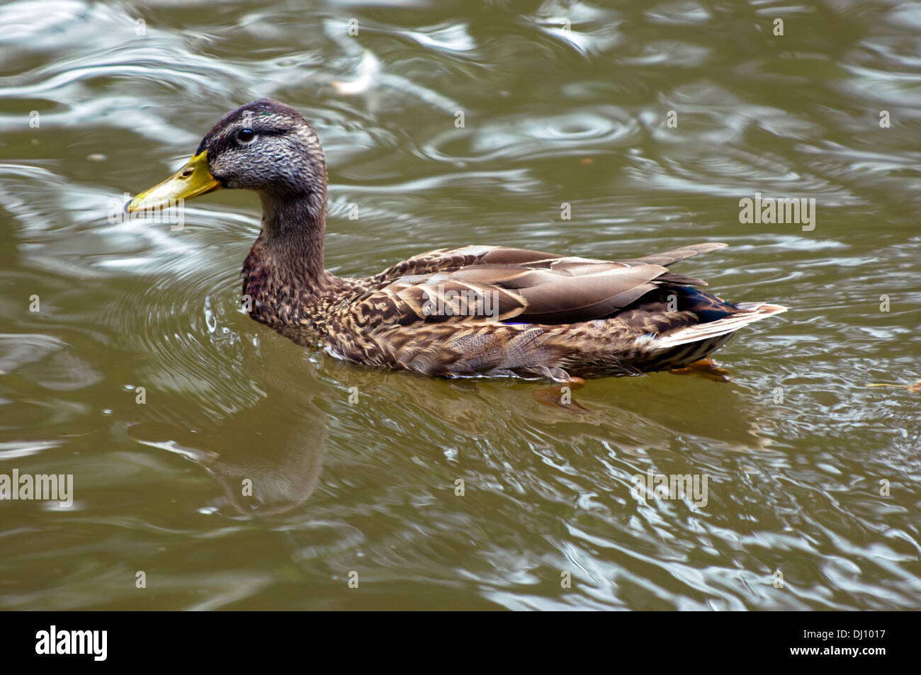 Duck paddling hi-res stock photography and images - Alamy