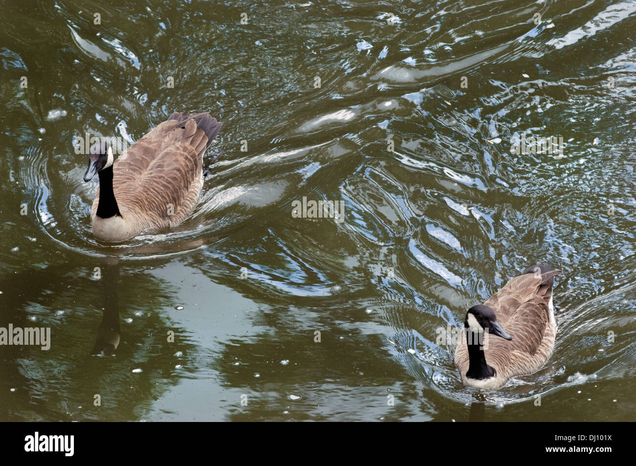 Two geese in the Chicago River Stock Photo - Alamy