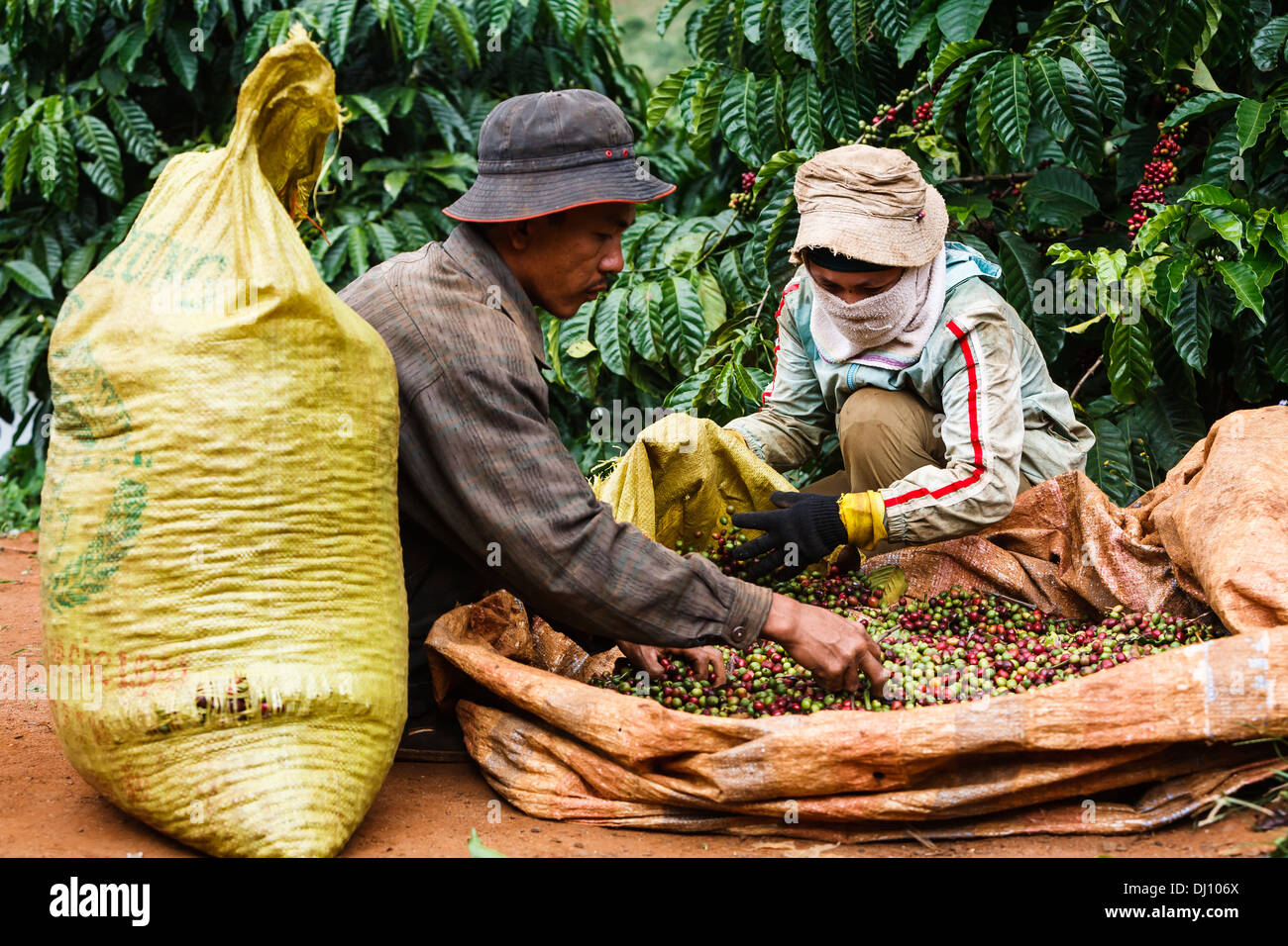 Dalat Coffee High Resolution Stock Photography and Images - Alamy