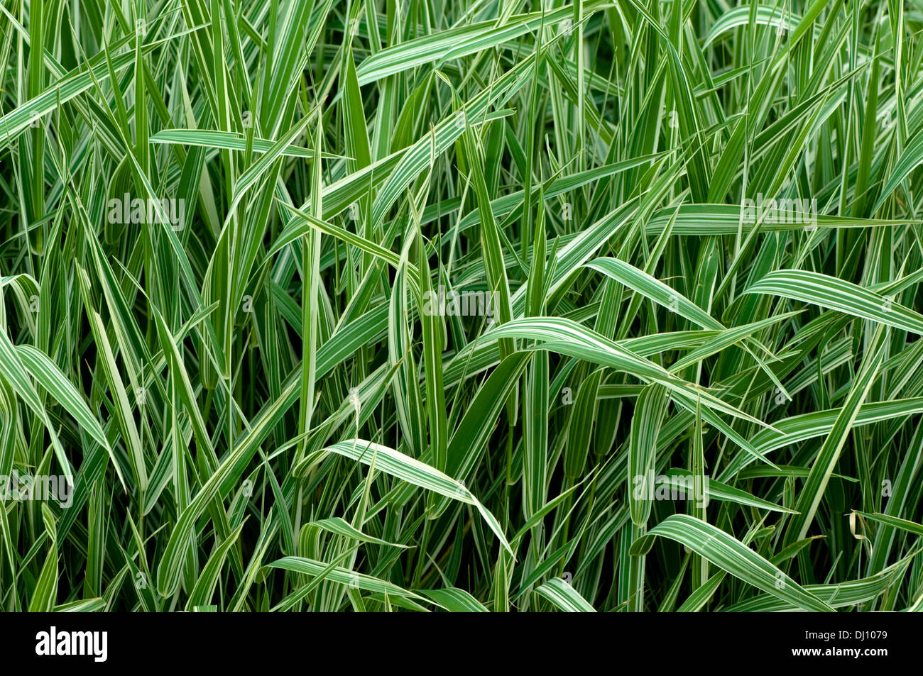 Blades of grass hi-res stock photography and images - Alamy