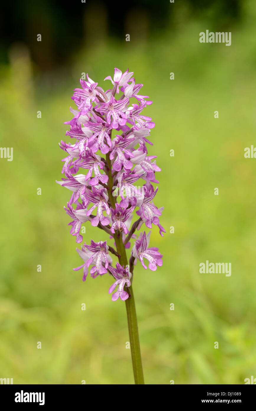 Military Orchid (Orchis militaris) flower spike, Buckinghamshire ...