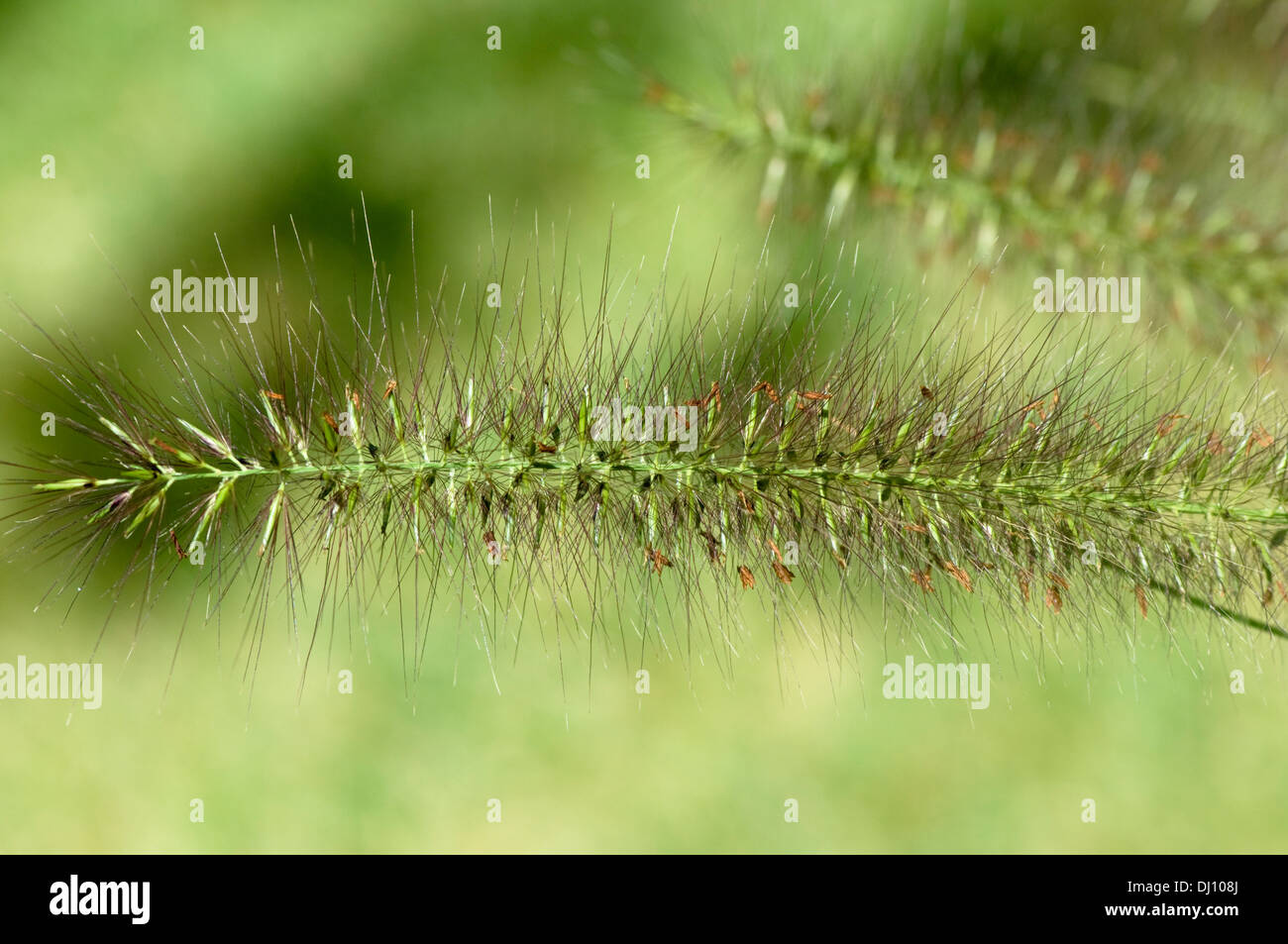 Spiky grass hi-res stock photography and images - Alamy