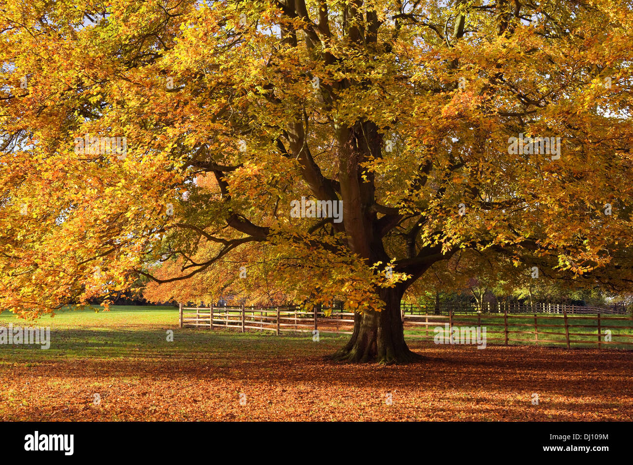 Beech tree colours hi-res stock photography and images - Alamy