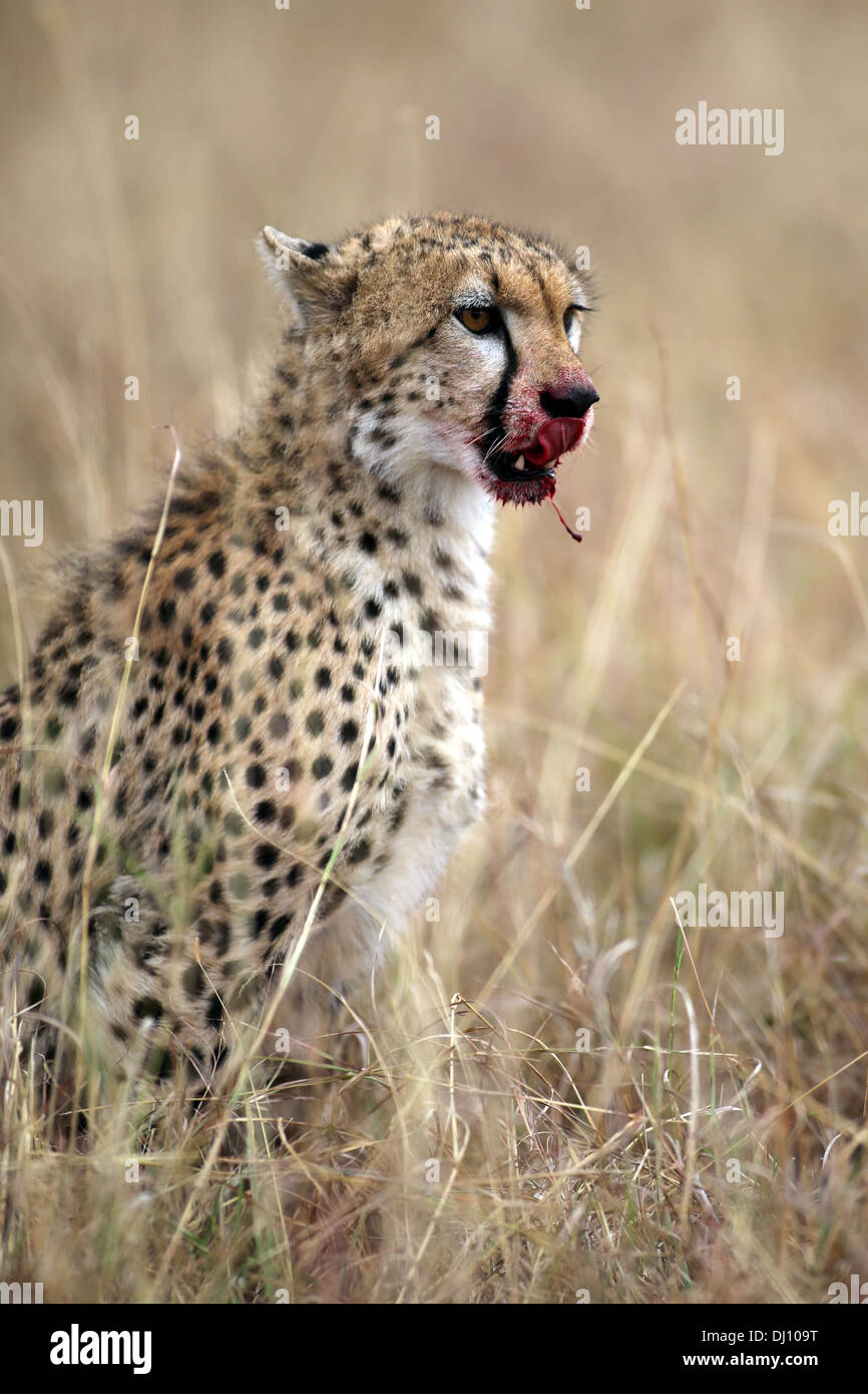 Blood dripping from a cheetah's mouth Stock Photo - Alamy