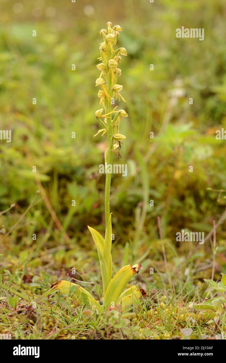 Man Orchid (Orchis anthropophora) flower spike, Kent, England, June ...