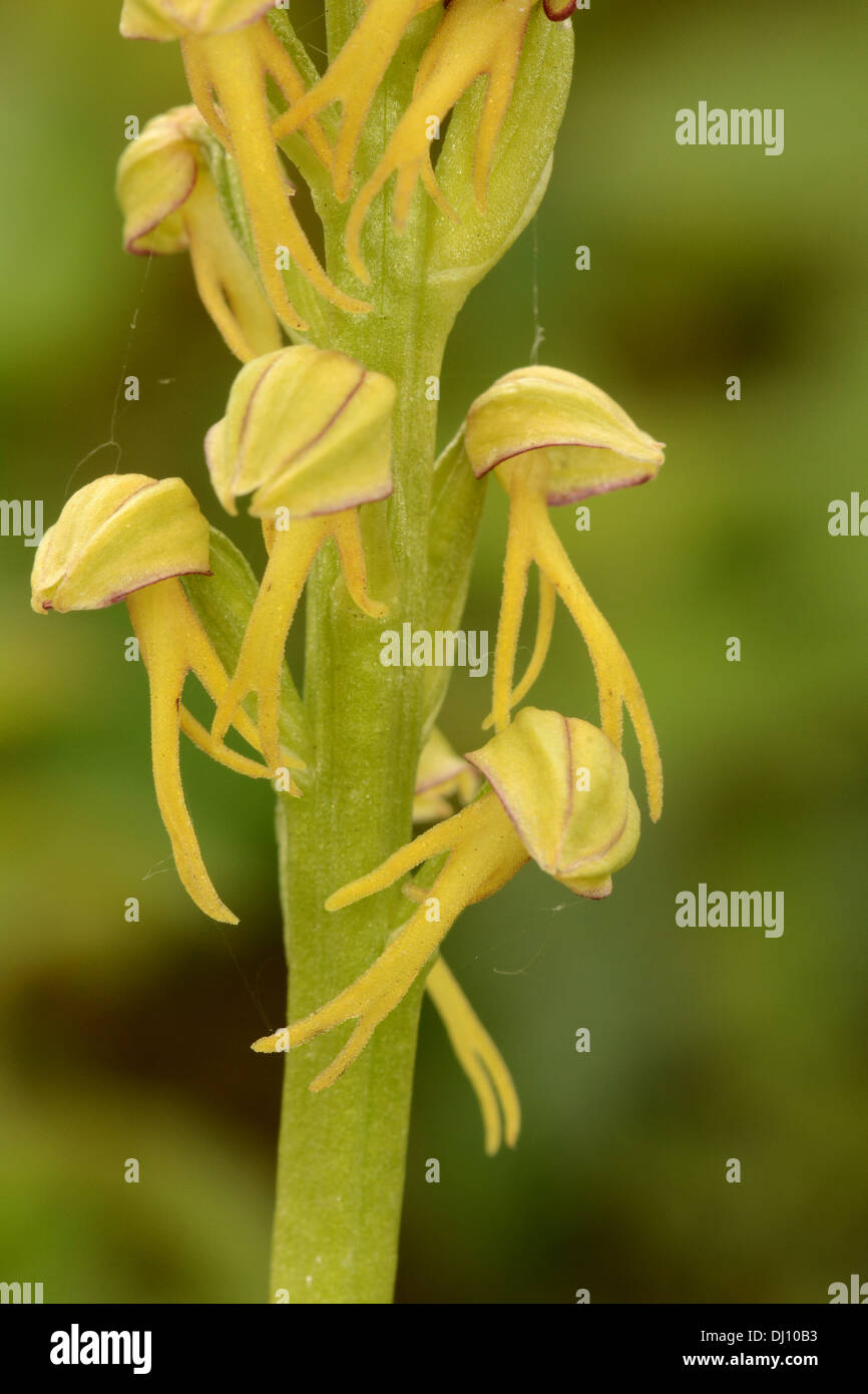 Man Orchid (Orchis anthropophora) flower spike, Kent, England, June ...