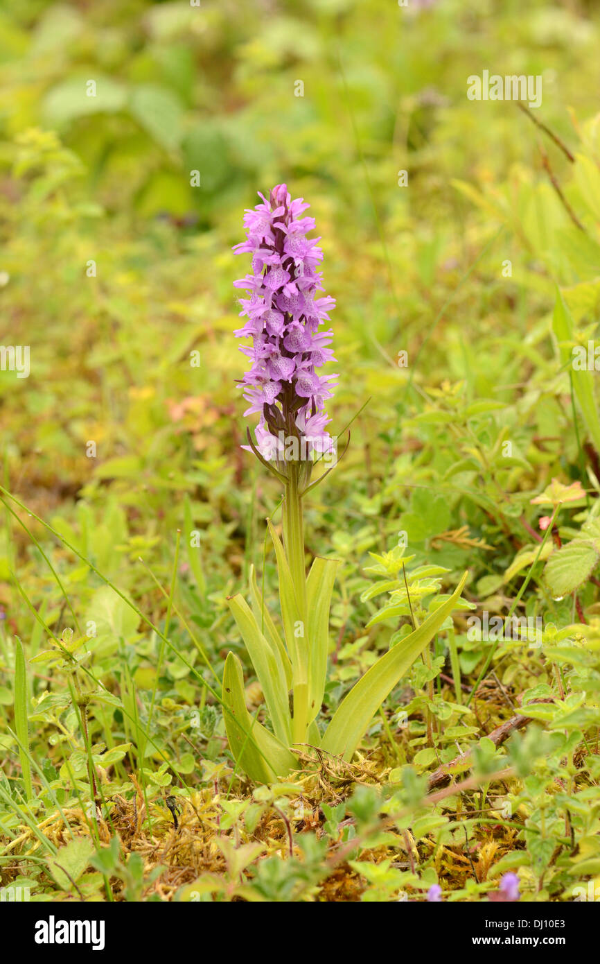Southern Marsh Orchid ( Dactylorhiza praetermissa) flower spike ...