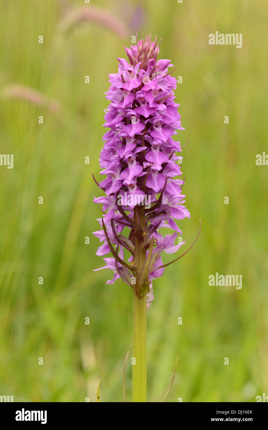 Southern Marsh Orchid ( Dactylorhiza praetermissa) flower spike ...