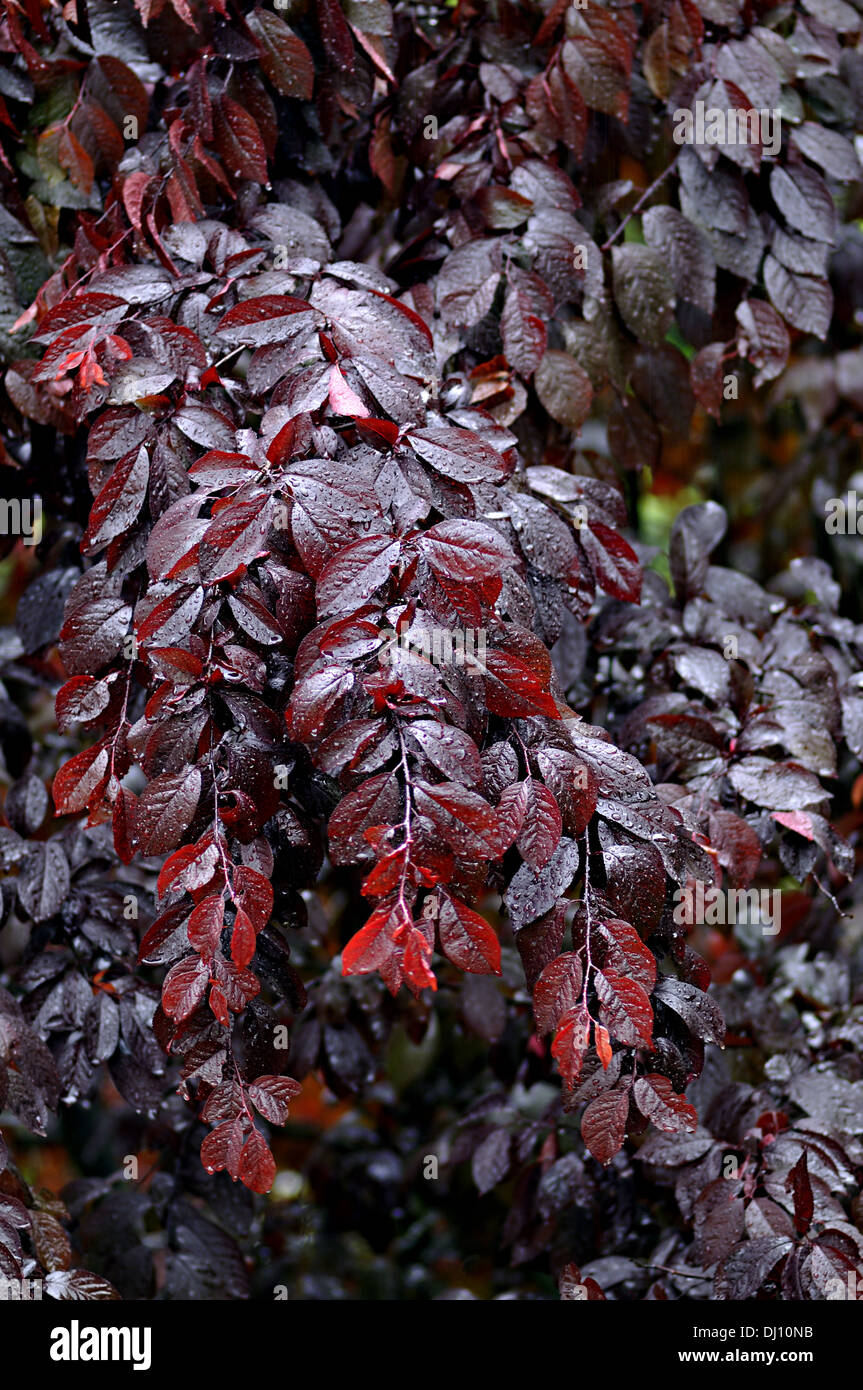 Plum tree red foliage Stock Photo - Alamy