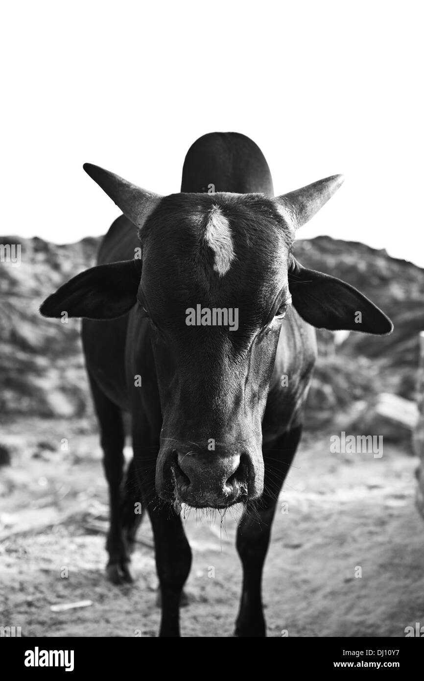 Portrait of the bull close up Stock Photo - Alamy