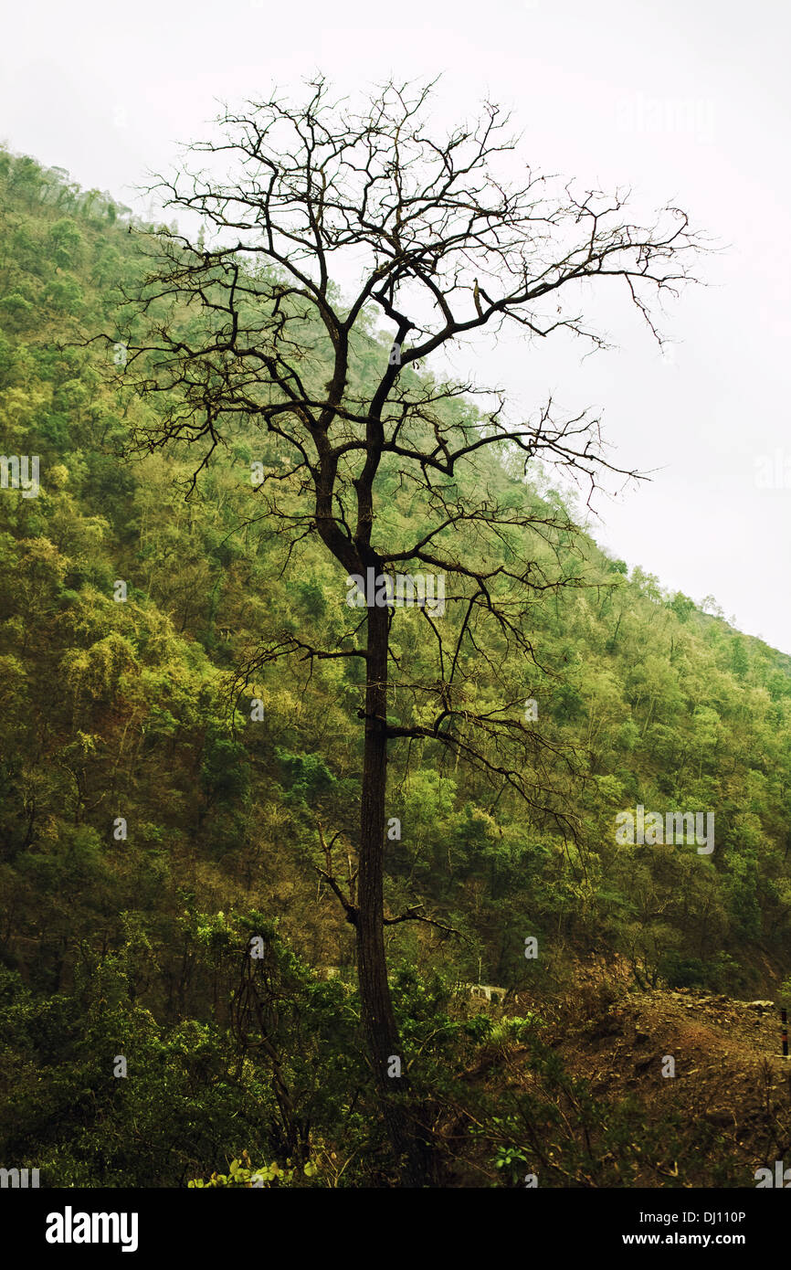 Dry dead tree against of green forest Stock Photo - Alamy