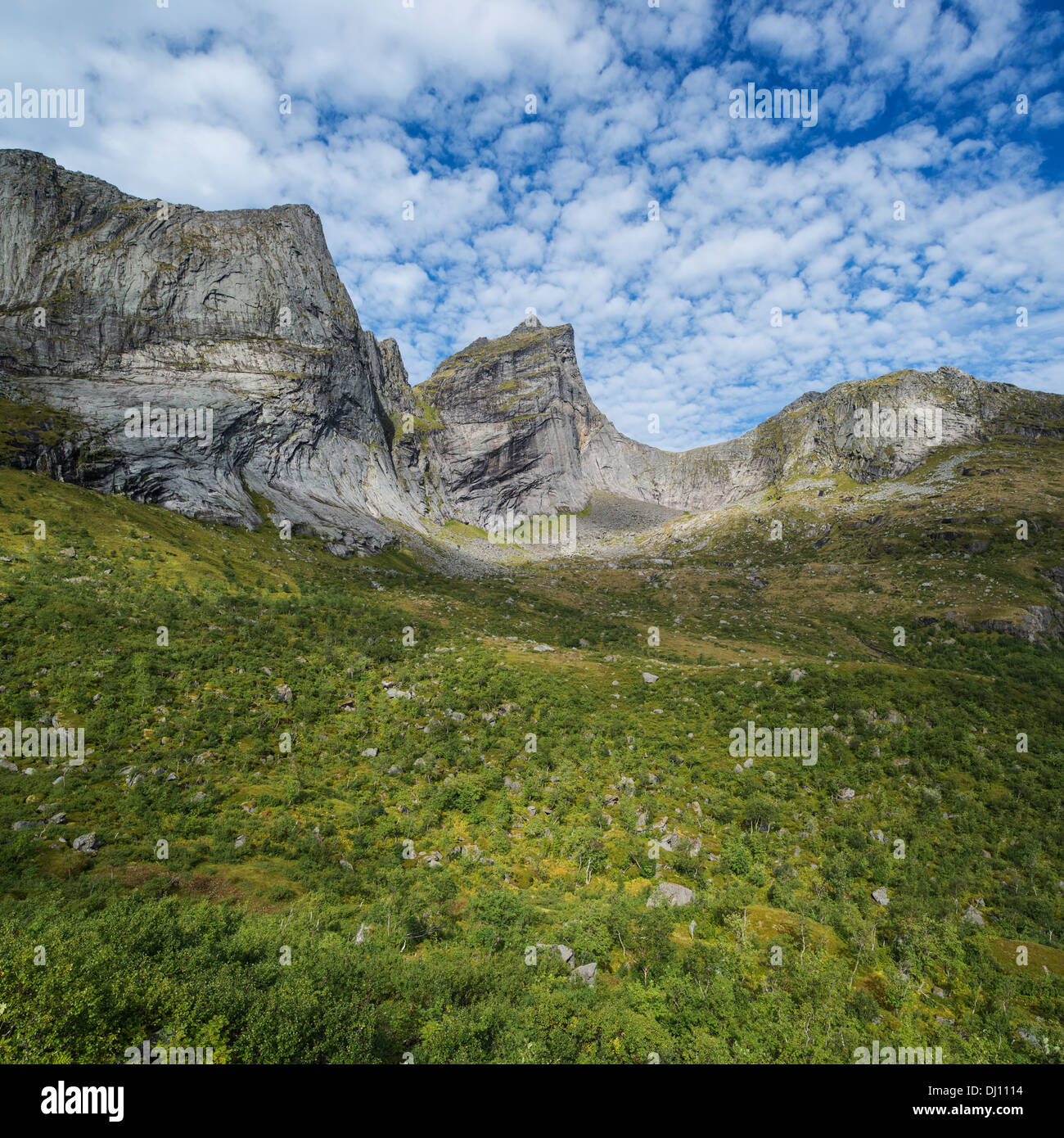 Green summer birch trees below dramatic mountain peaks, Moskenesoy ...