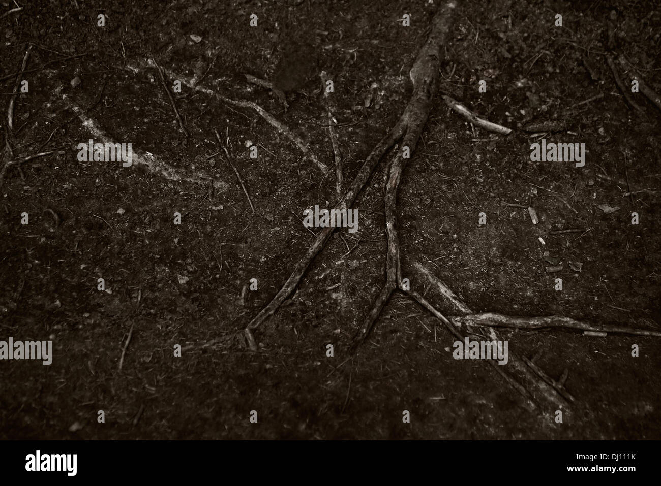 Tree roots on surface soil hi-res stock photography and images - Alamy