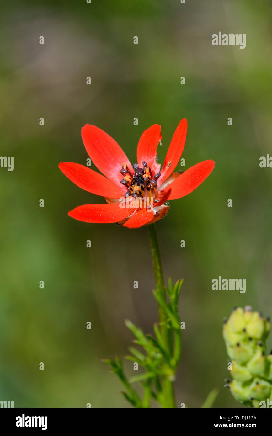 Adonis Flammea Pheasant's-eye flower Stock Photo - Alamy