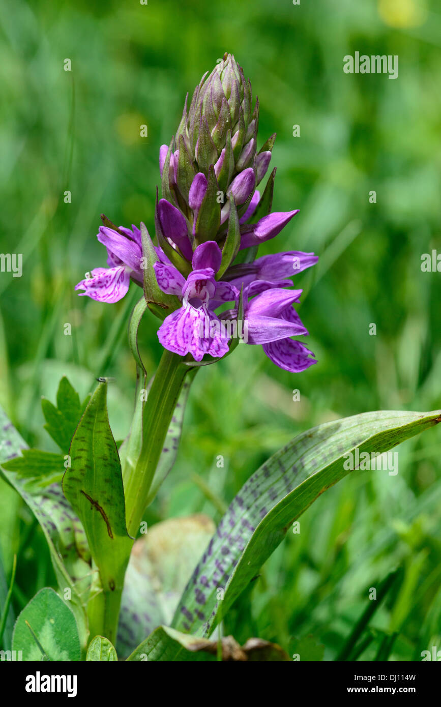Broad-leaved Marsh Orchid (Dactylorhiza majalis Stock Photo - Alamy