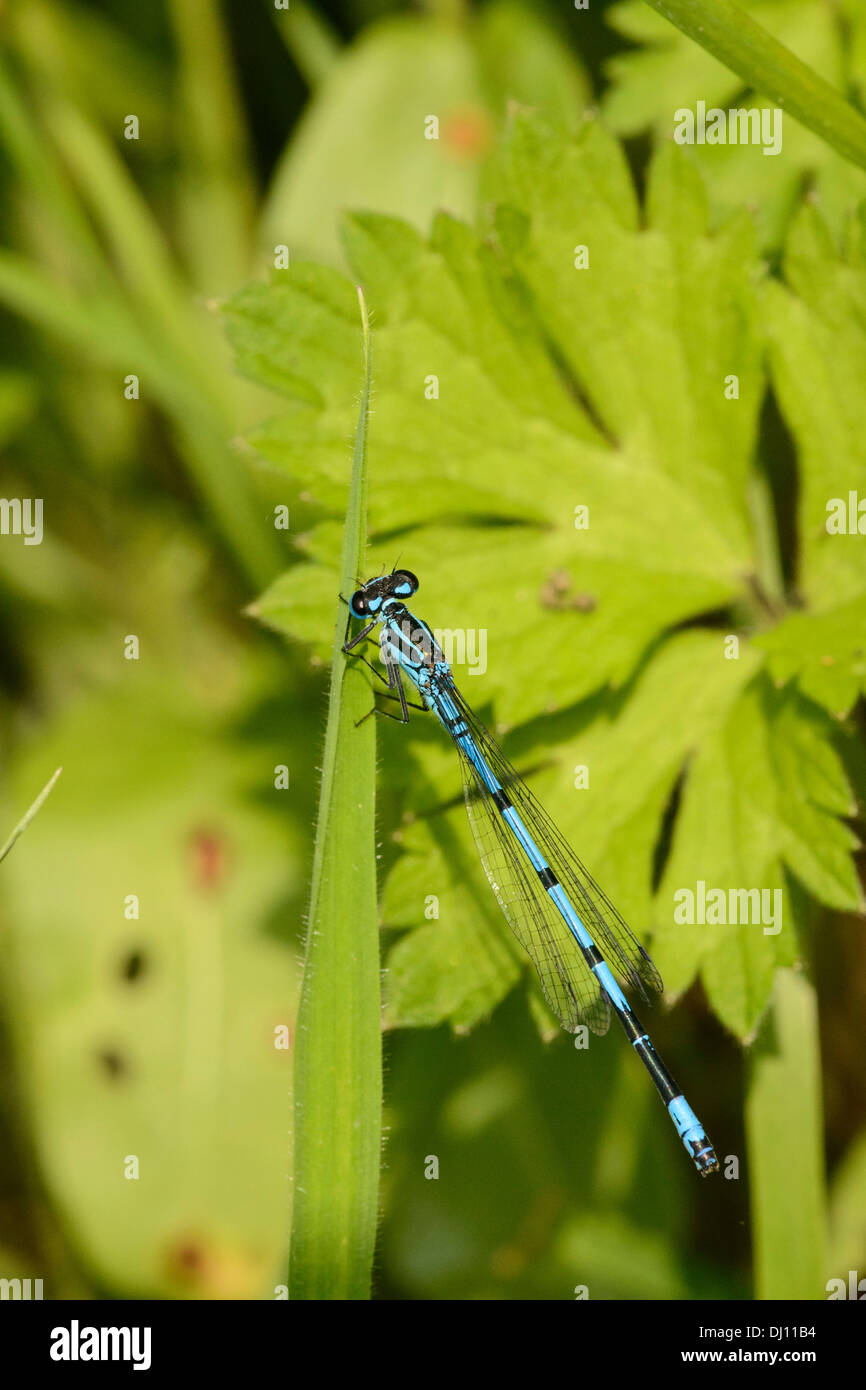 Common Blue Damselfly - Common Bluet (Enallagma cyanthigerum), male ...