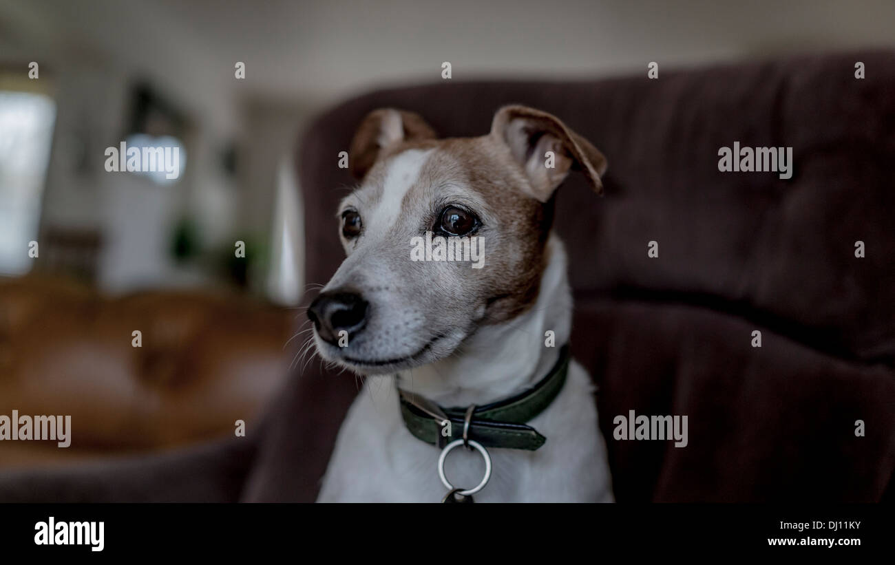Jack russell terrier dog head hi-res stock photography and images - Alamy