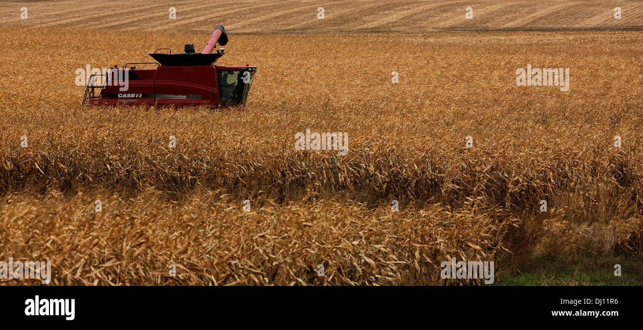 A farmer combines his corn crop in Sioux County near Sioux Center, Iowa ...