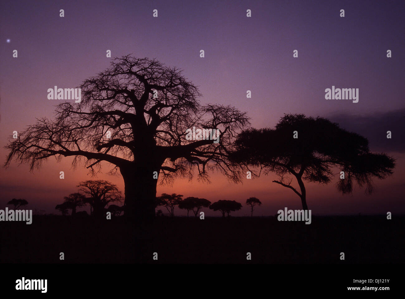 Baobab tree (Adansonia digitata) and Acacia trees at dawn, Tarangire ...