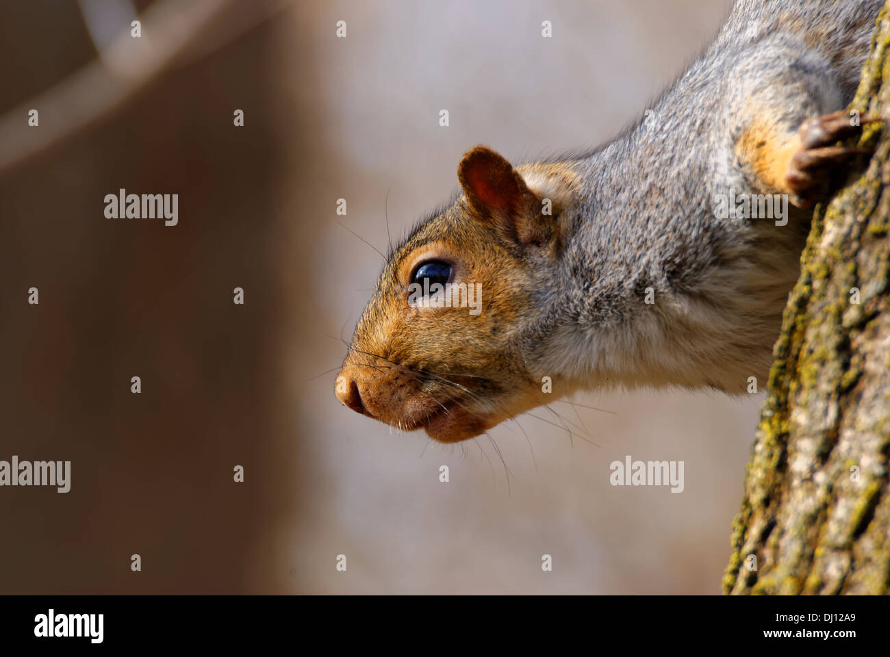 Squirrel tree trunk animal wildlife hi-res stock photography and images ...