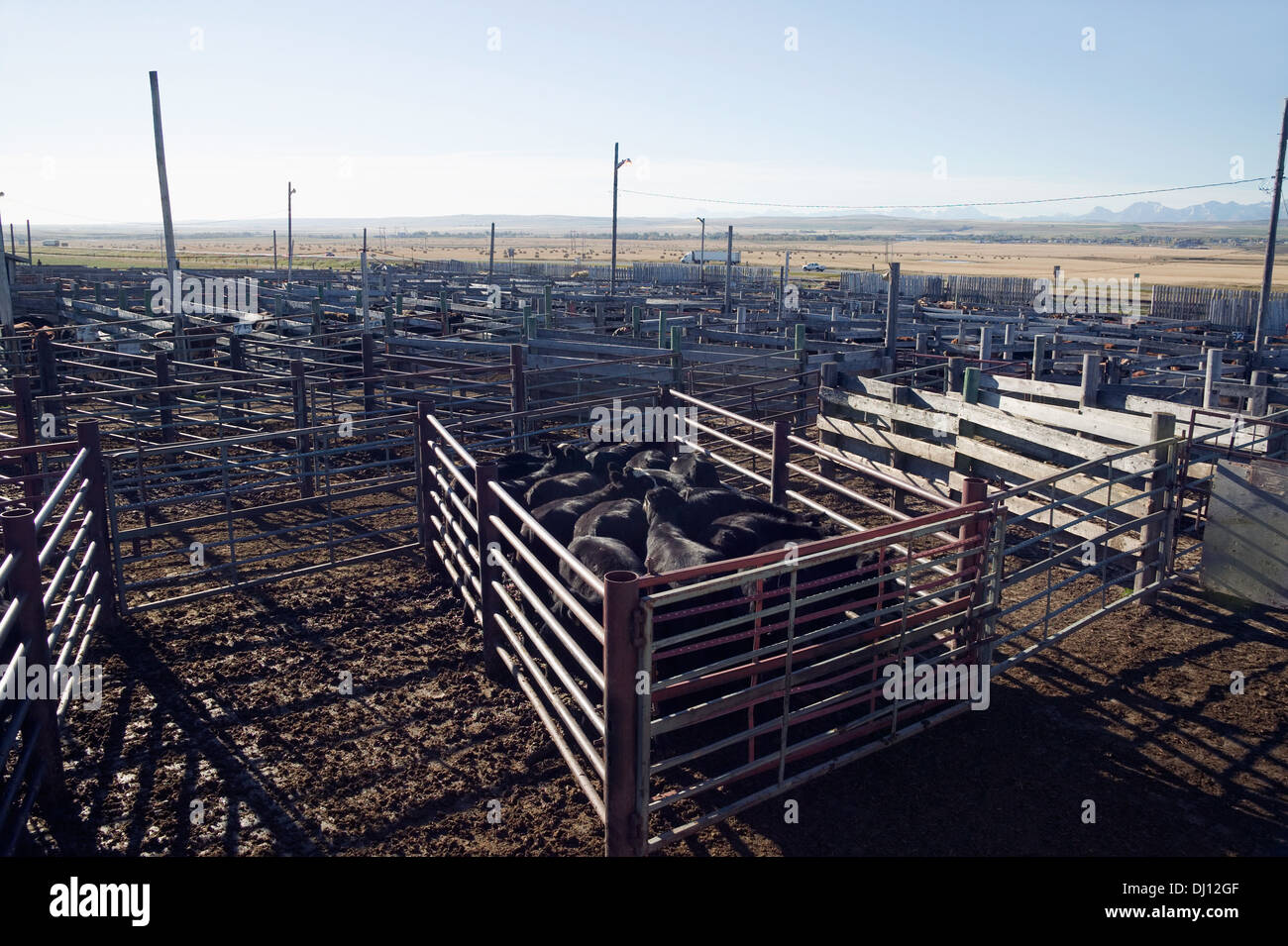 Pens Used For Herding Cattle For Auction; Alberta, Canada Stock Photo ...