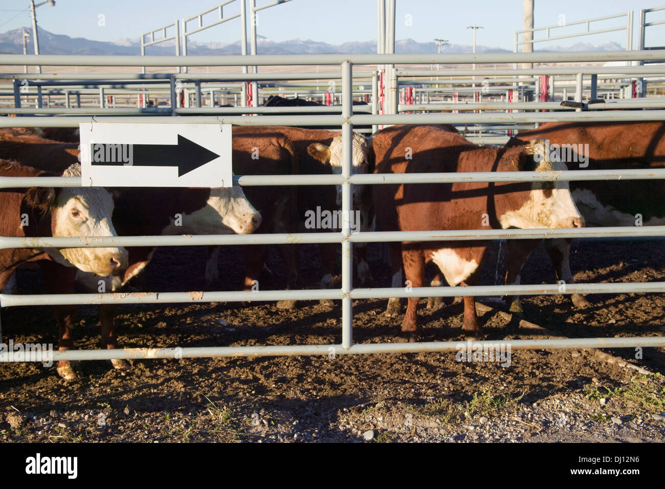 Cattle auction pen hi-res stock photography and images - Alamy