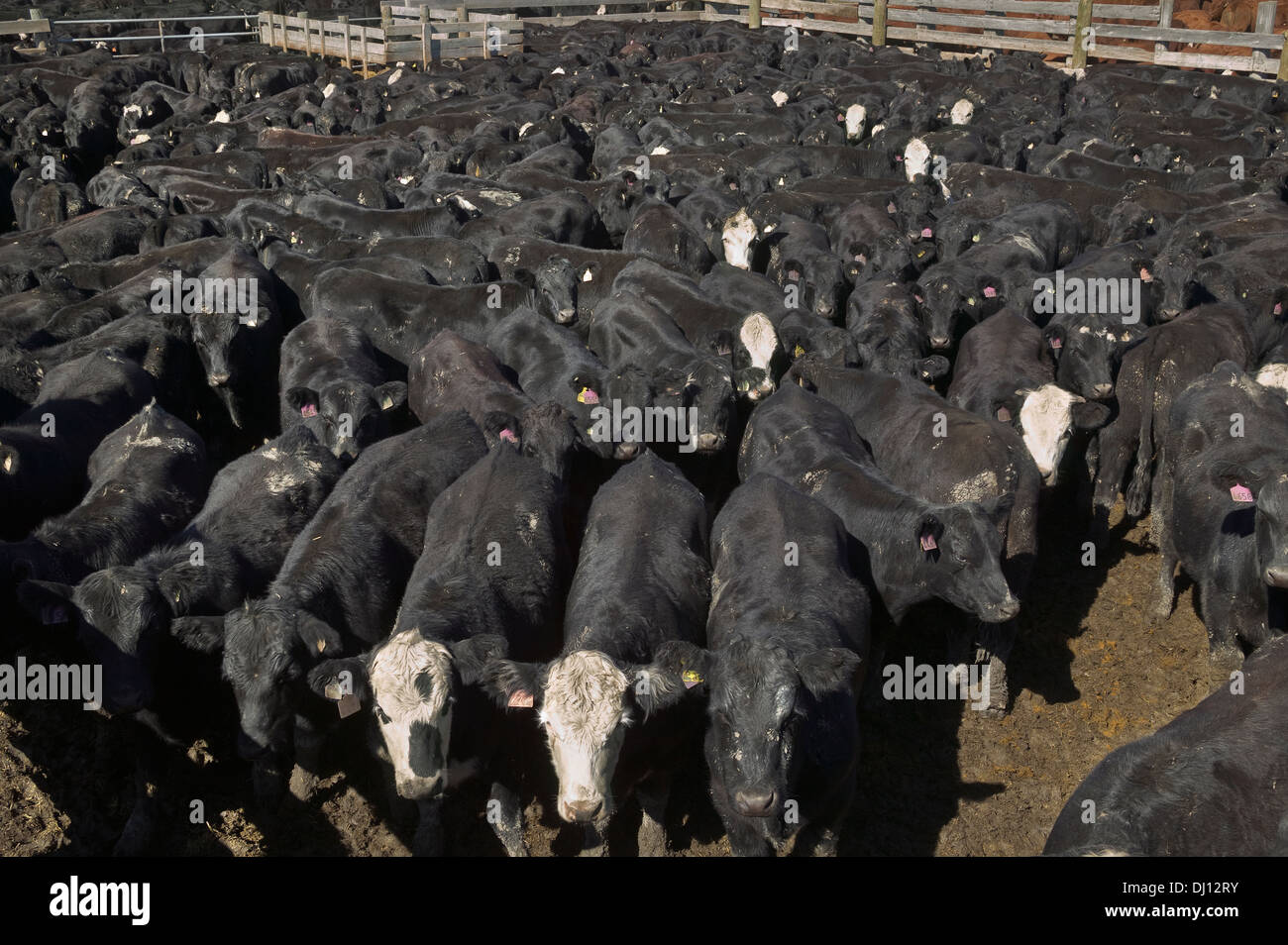 Pens Used For Herding Cattle For Auction; Alberta, Canada Stock Photo ...