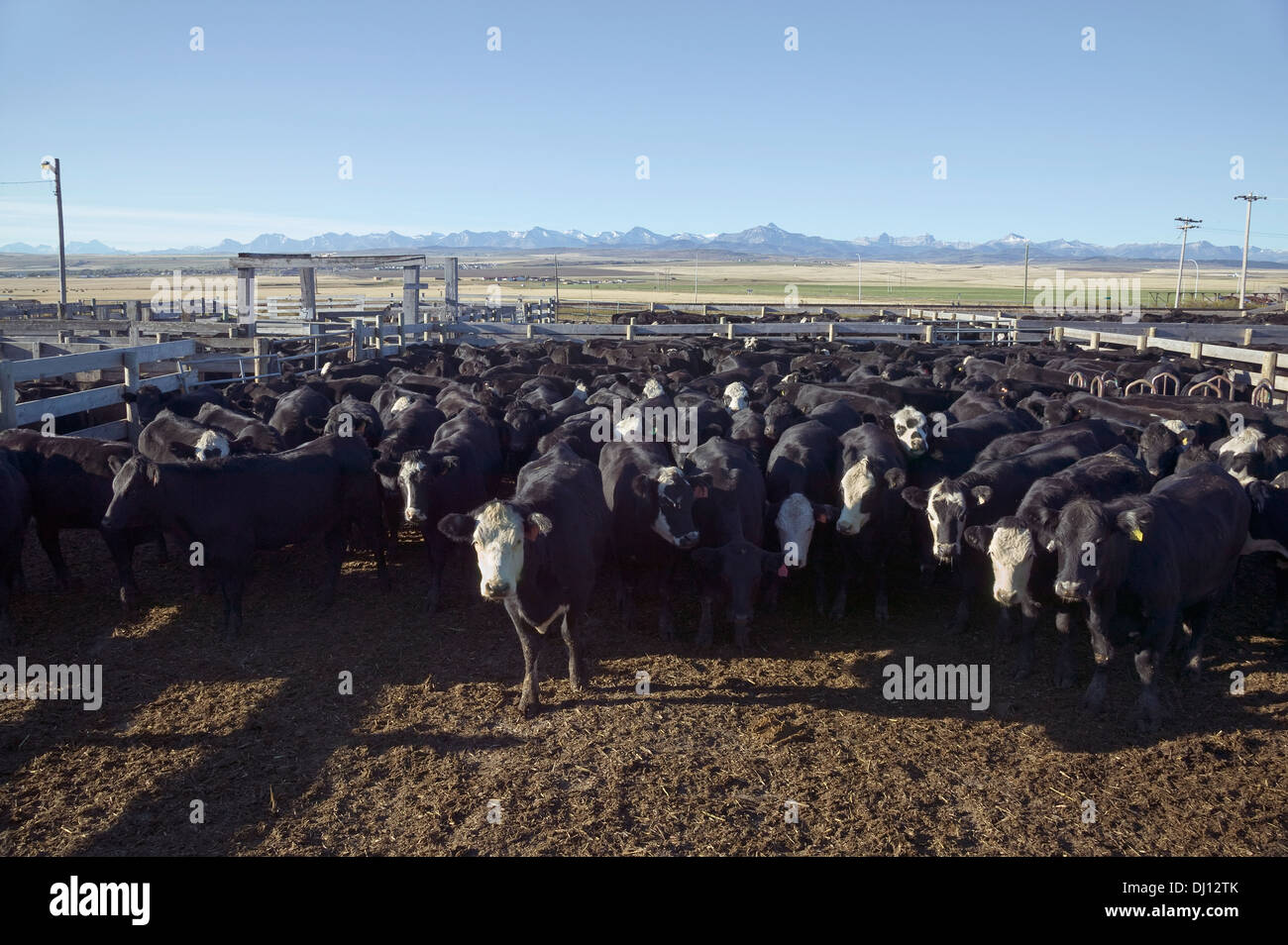 Cattle auction canada hi-res stock photography and images - Alamy