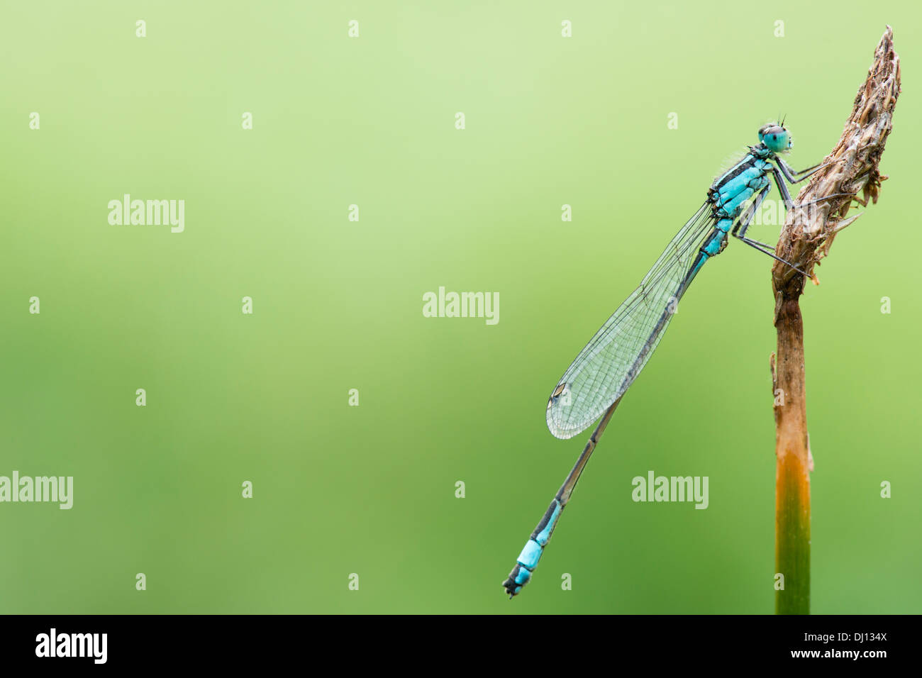 Female Common Blue damselfly resting beside a lake in Gloucestershire ...
