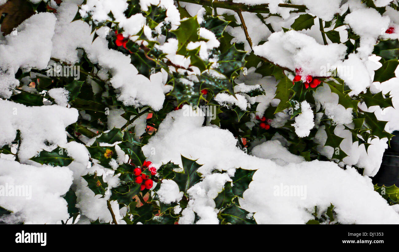 Holly bush in snow hi-res stock photography and images - Alamy