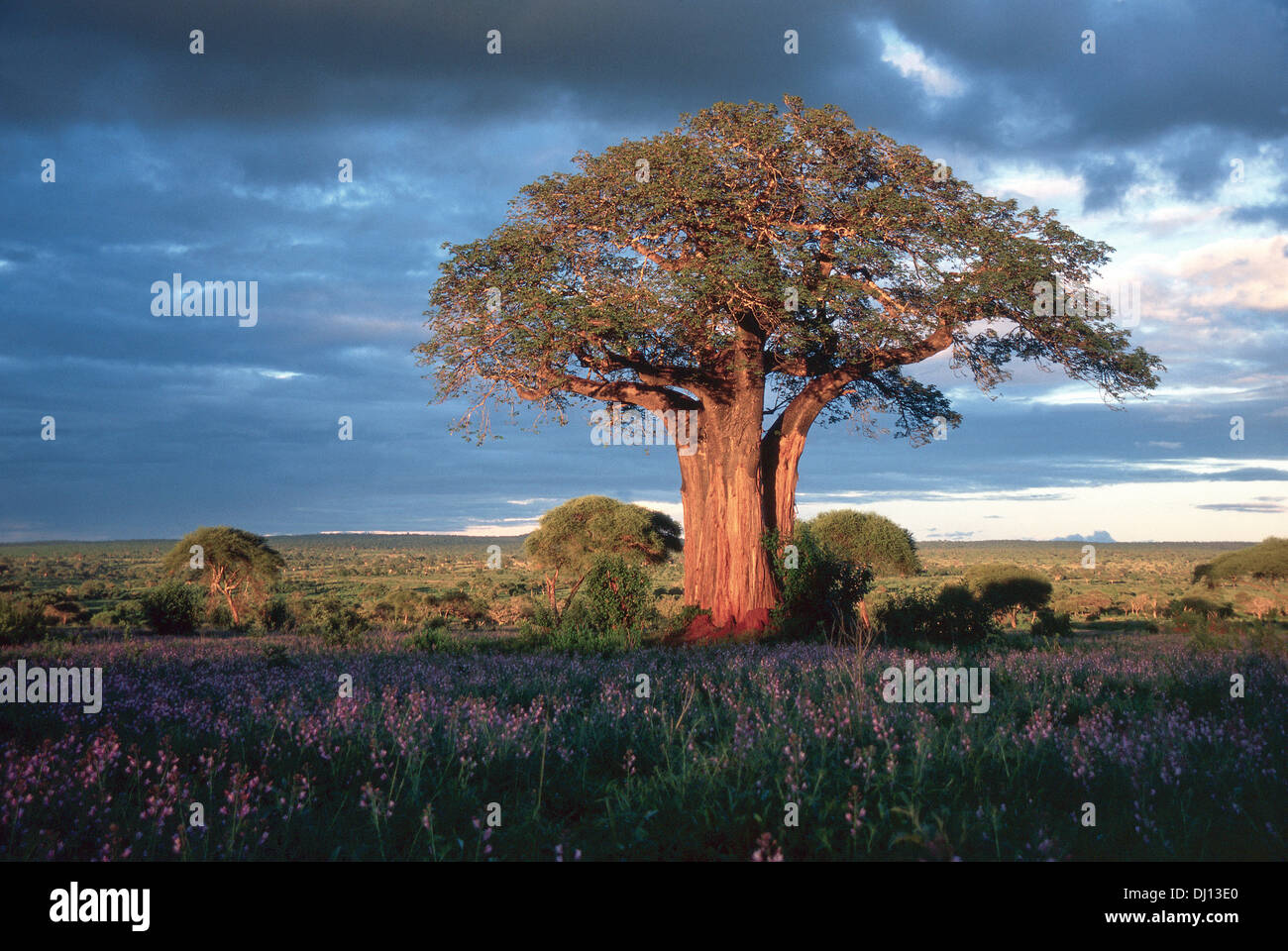 Baobab tree flowers hi-res stock photography and images - Alamy
