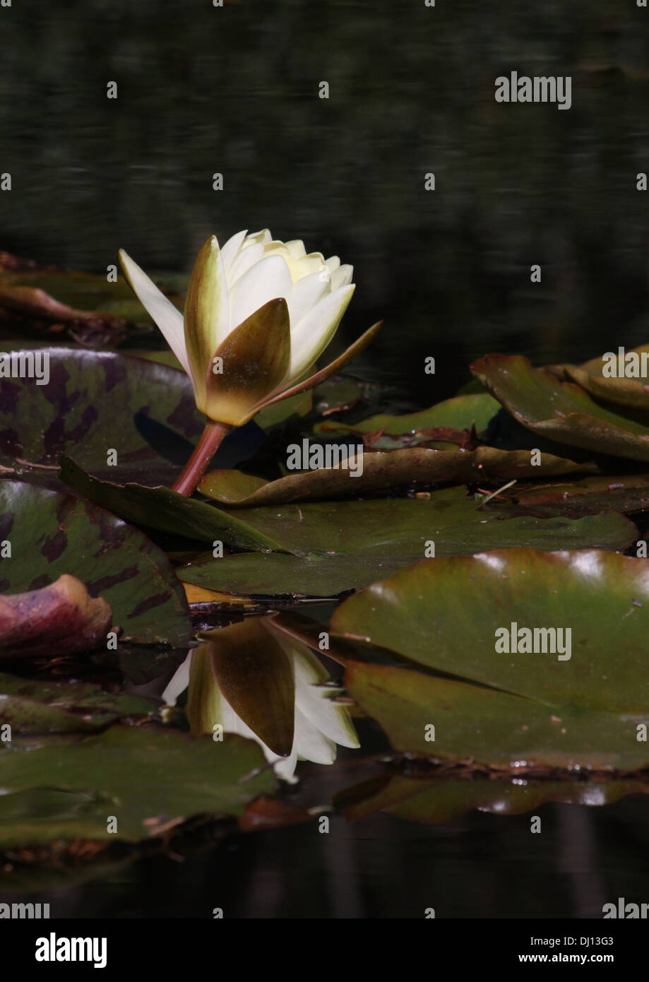 Close up water lily hi-res stock photography and images - Alamy