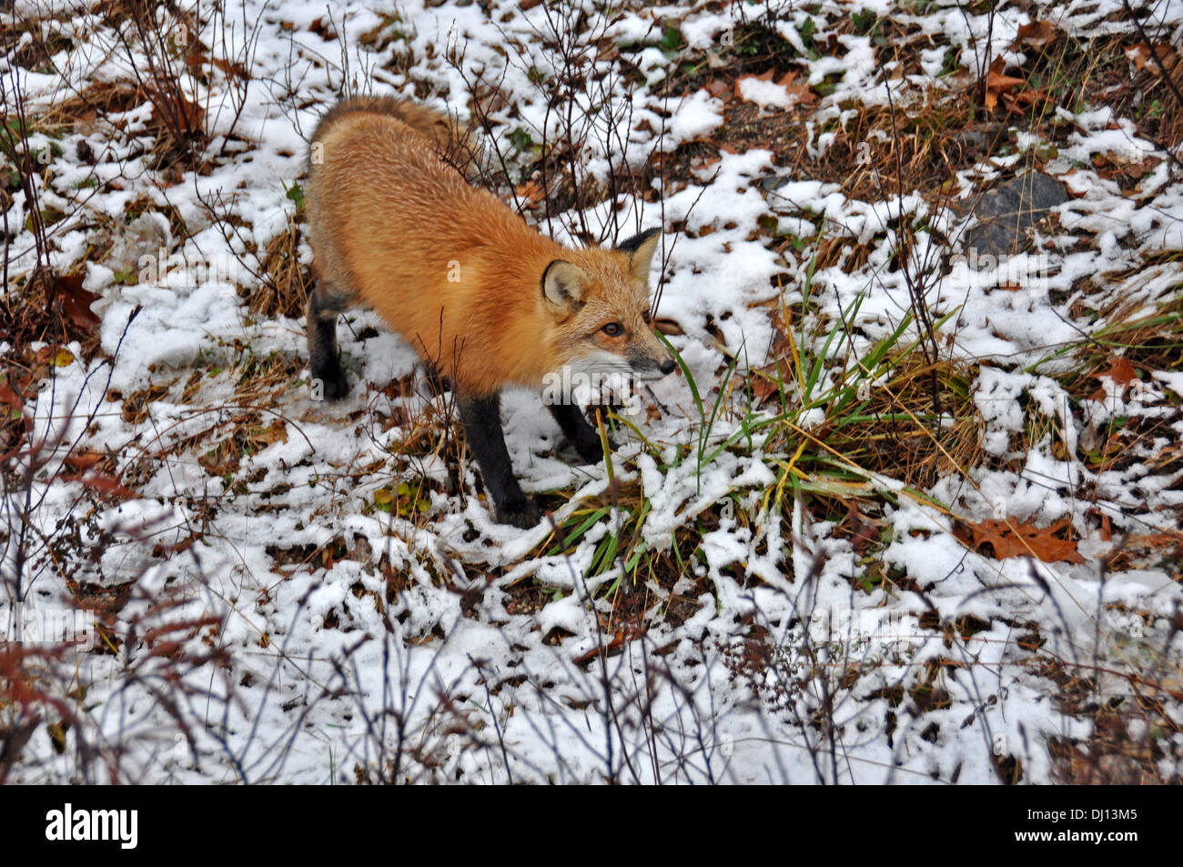 Wild red fox standing in snowy patch in Northern Ontario, Canada Stock ...