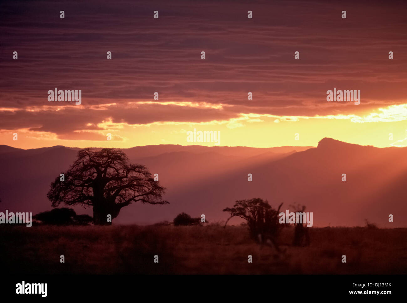 Baobab tree (Adansonia digitata) at sunset over African Rift valley ...