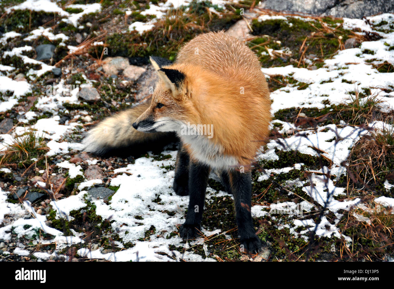 Wild red fox in Northern Ontario, Canada Stock Photo - Alamy