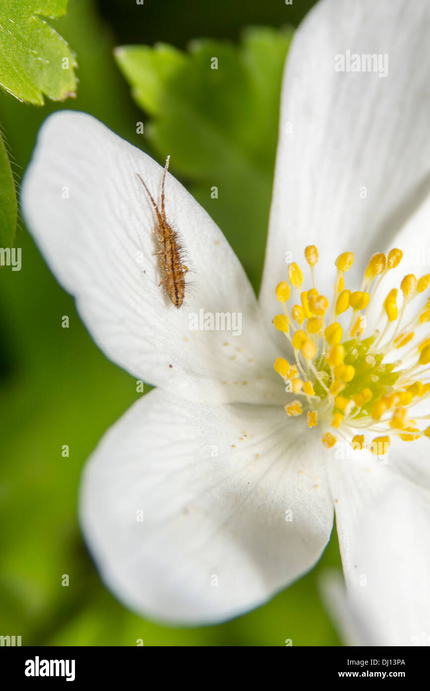 The tiny forest bug Stock Photo - Alamy