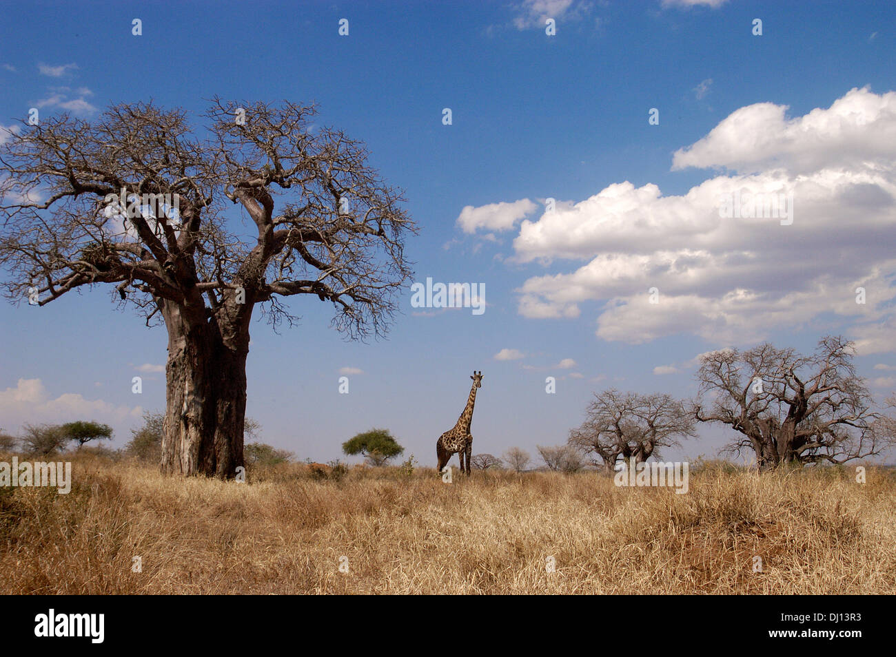 Savannah landscape with Baobab tree (Adansonia digitata) and giraffe ...