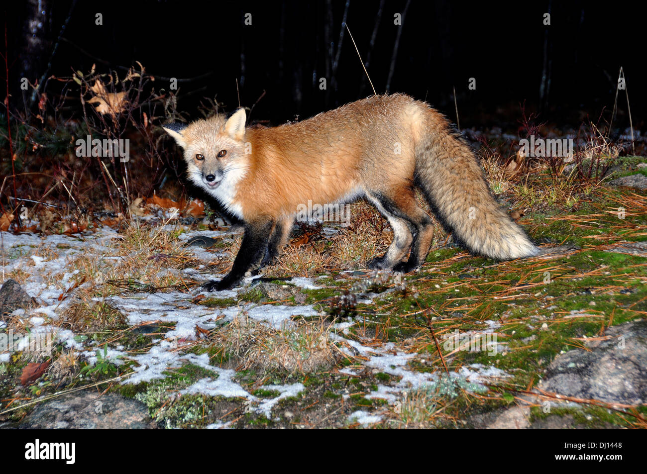 Wild animal in ontario hi-res stock photography and images - Alamy