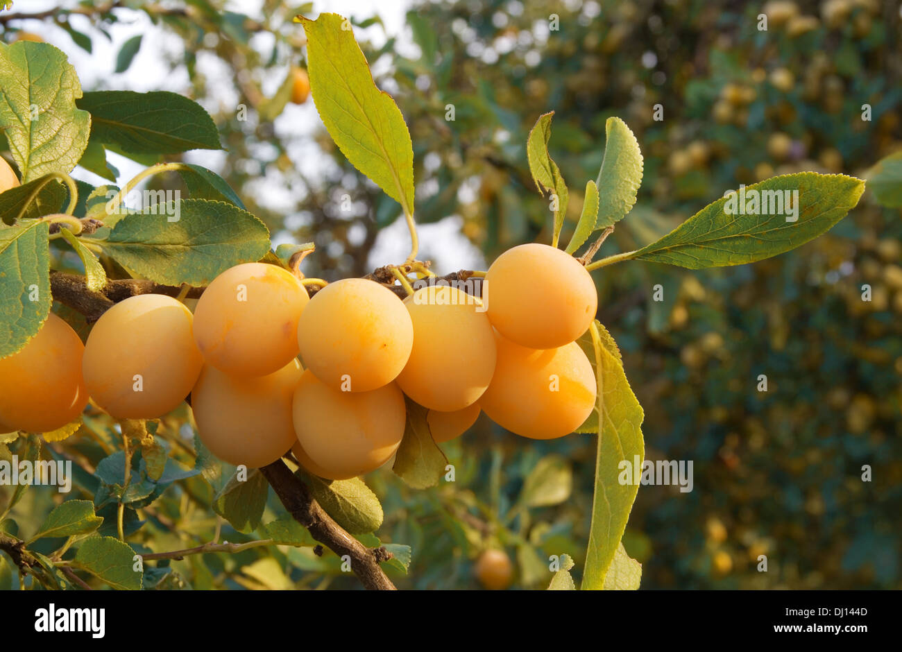 Yellow plums hi-res stock photography and images - Alamy