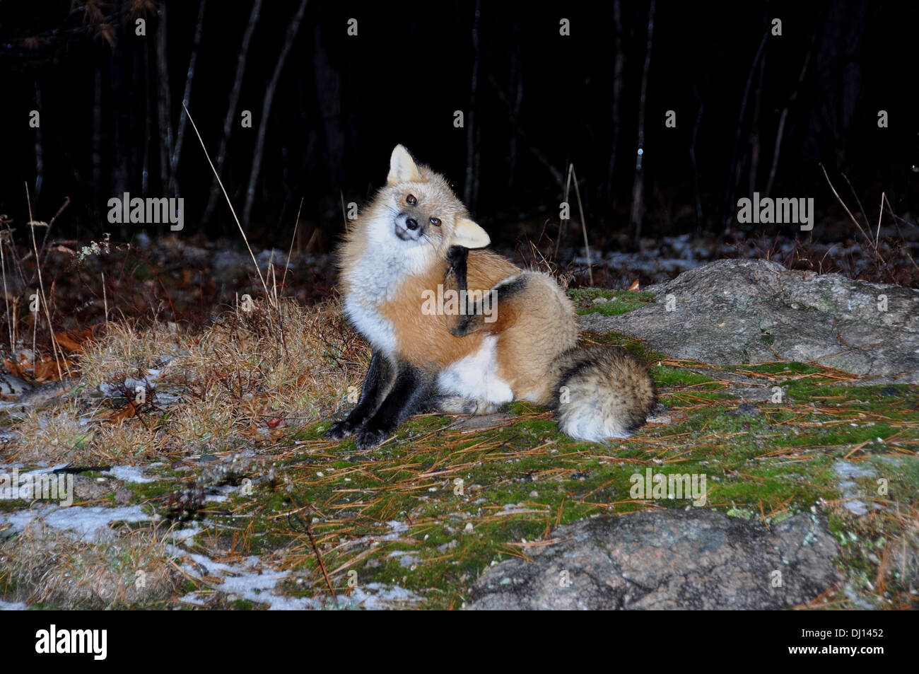 Wild red fox scratching itself Stock Photo - Alamy