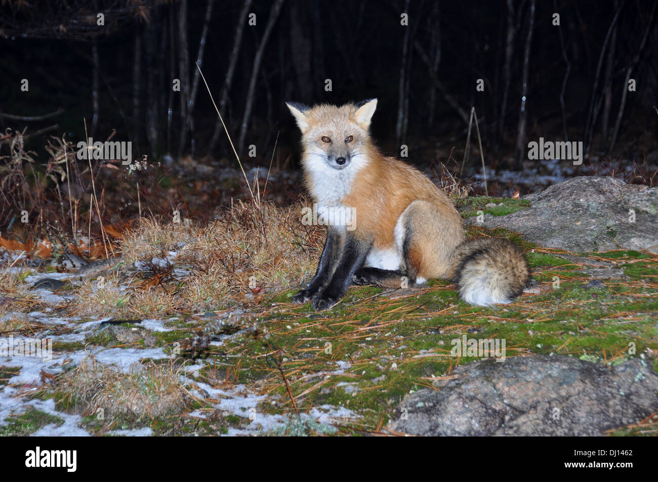 Wild red fox sitting in Northern Ontario, Canada Stock Photo - Alamy