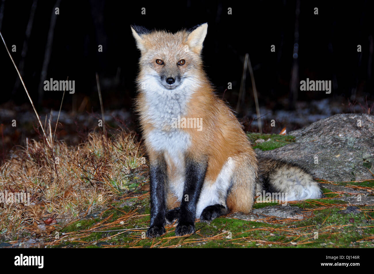 Red fox sitting hi-res stock photography and images - Alamy