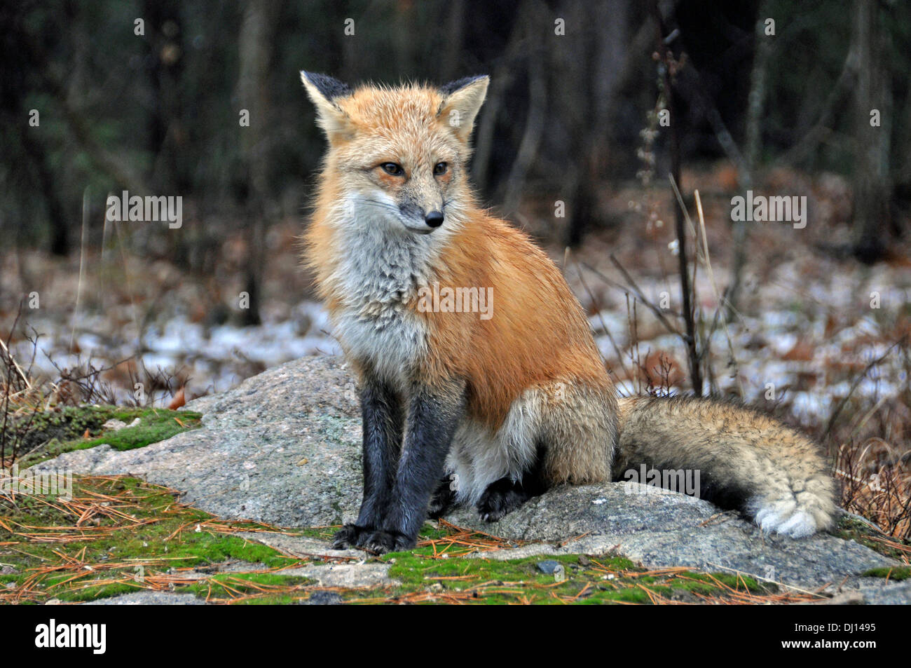 Red fox sitting on rock hi-res stock photography and images - Alamy