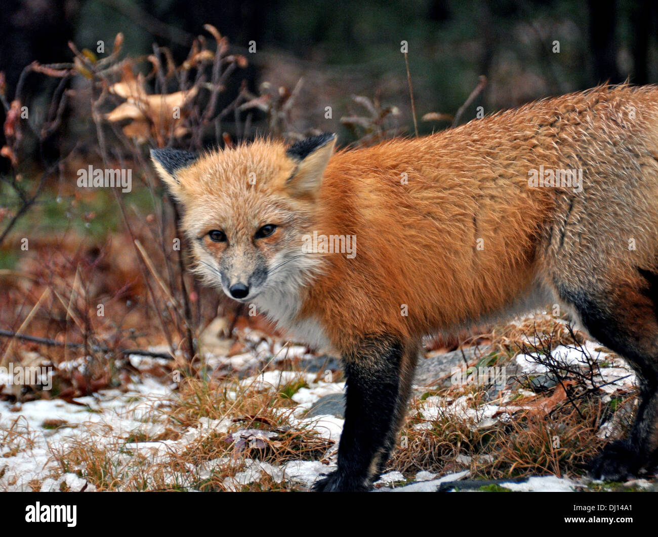Red fox ontario canada hi-res stock photography and images - Alamy