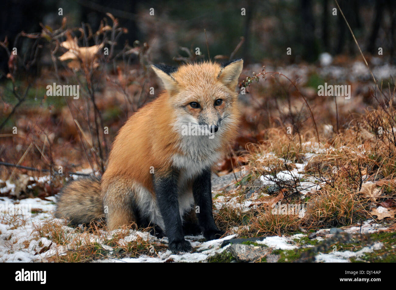Fox sitting hi-res stock photography and images - Alamy